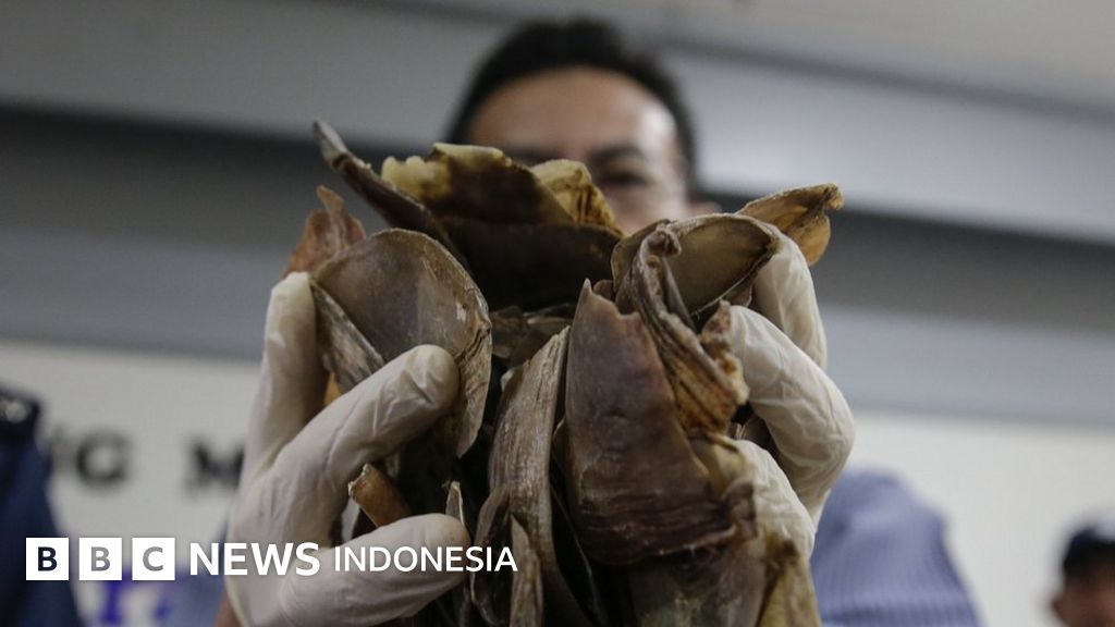 Malaysia sita 712 kg sisik tenggiling dari Afrika - BBC News Indonesia