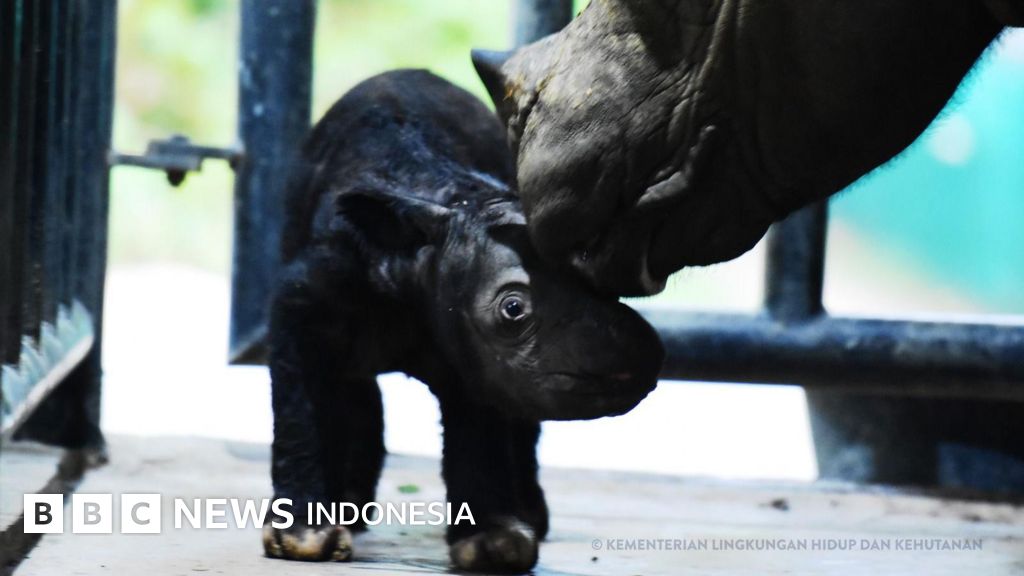 Hewan langka: Bayi badak Sumatra yang terancam punah lahir di Taman ...