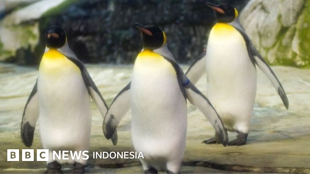 Pasangan penguin gay di Kebun Binatang Berlin adopsi telur terlantar ...