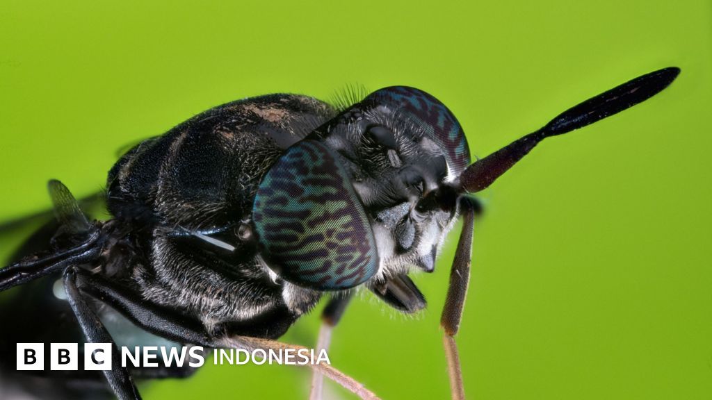 Serangga yang mengubah sampah menjadi pupuk organik, solusi bagi ...
