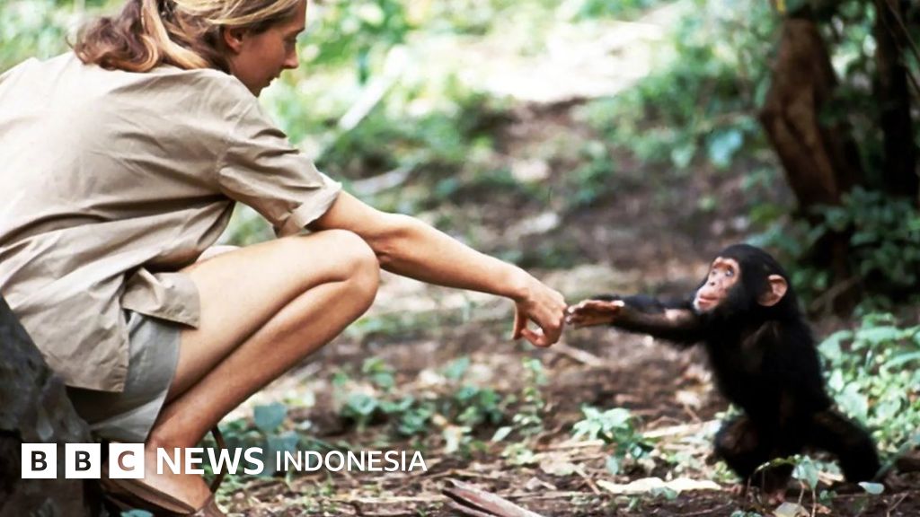 Foto ikonik Jane Goodall yang mengabadikan ikatan manusia dan simpanse ...