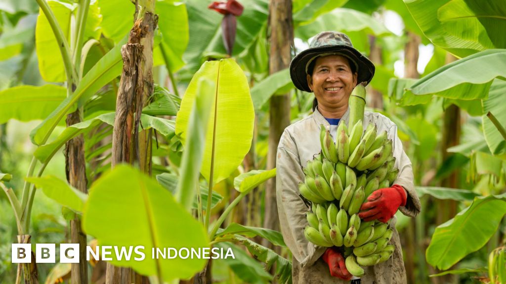 Podcast Flora Carita: Ancaman kiamat pisang atau ‘bananageddon’ pada ...