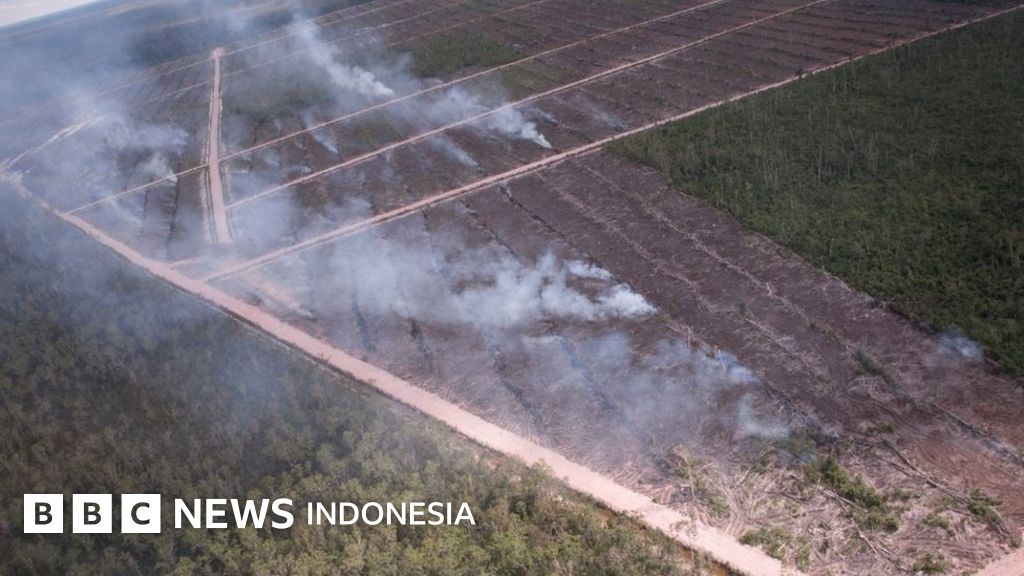 Papua: Investigasi ungkap perusahaan Korsel 'sengaja' membakar lahan untuk perluasan lahan sawit ...