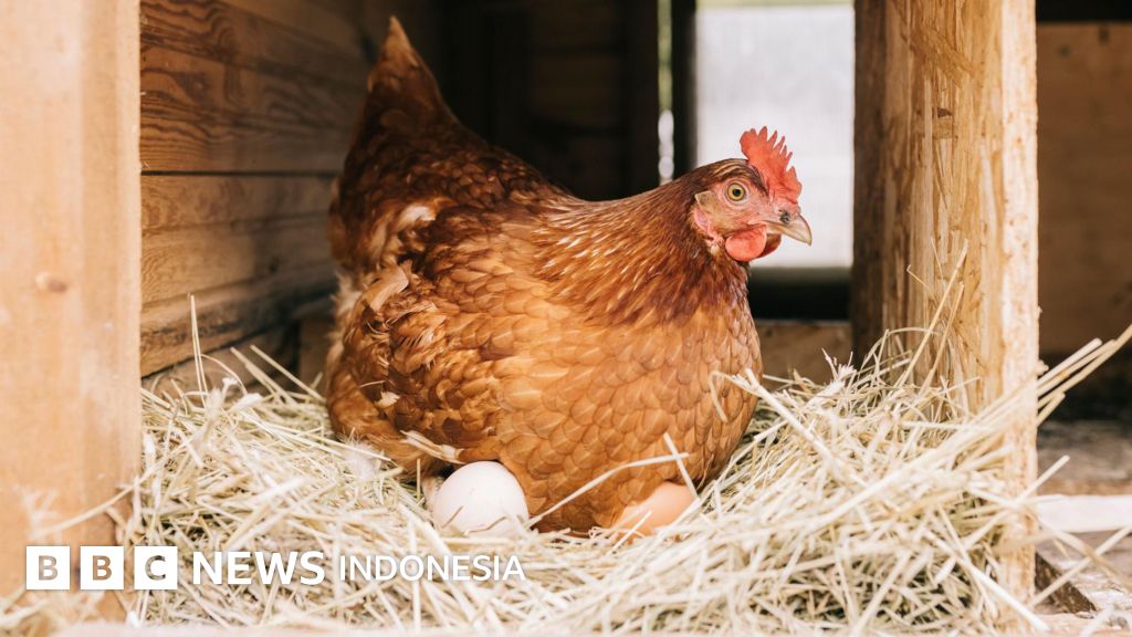 Lingkungan: 'Satu keluarga, satu ayam betina' – Kota-kota di Eropa bagi-bagi ayam gratis ke ...