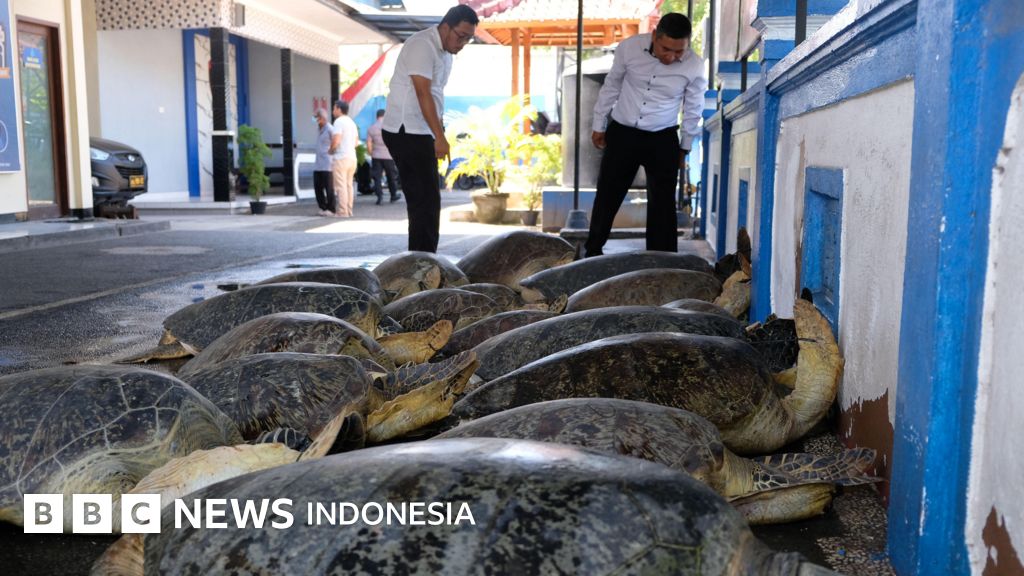 Perdagangan ilegal penyu hijau di Bali diduga memiliki 'jaringan luas ...