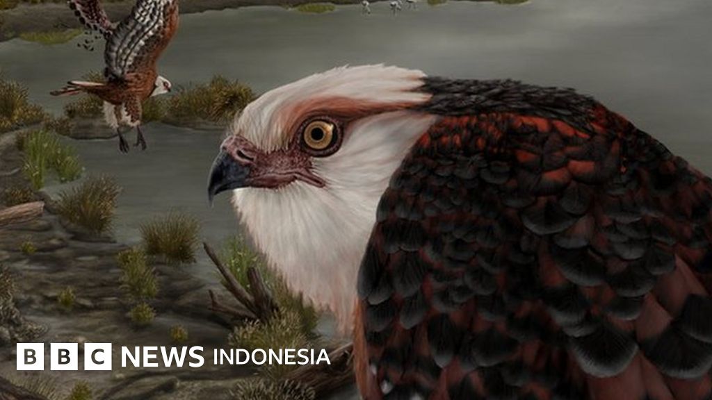 Tulang belulang elang purba 25 juta tahun ungkap cara predator bertahan ...