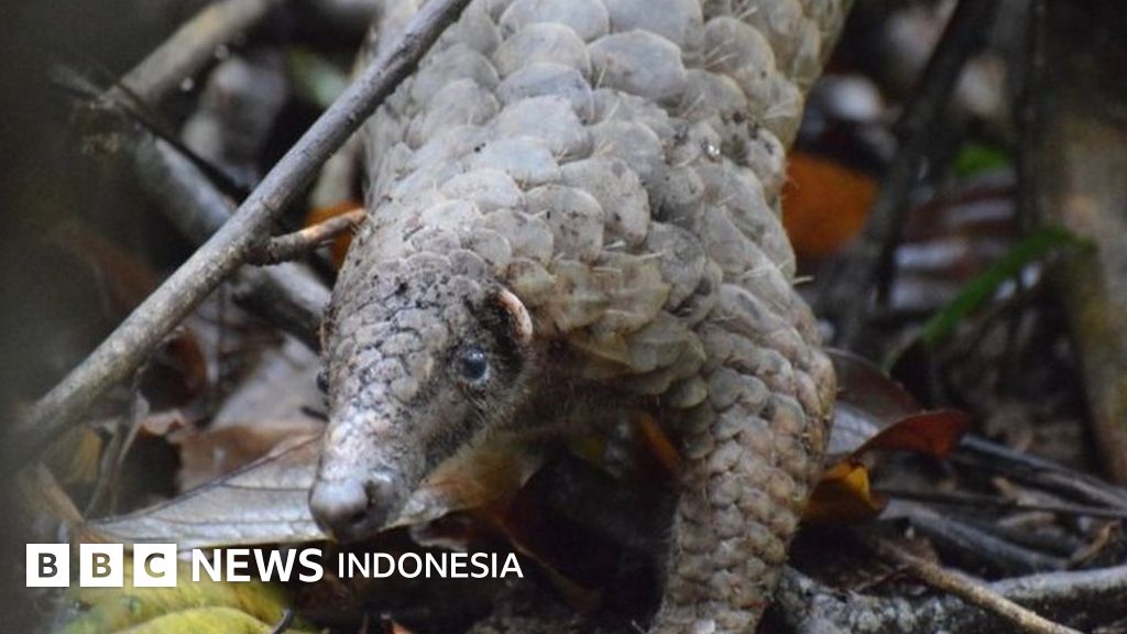 Menyelamatkan trenggiling Sunda yang terancam punah - BBC News Indonesia