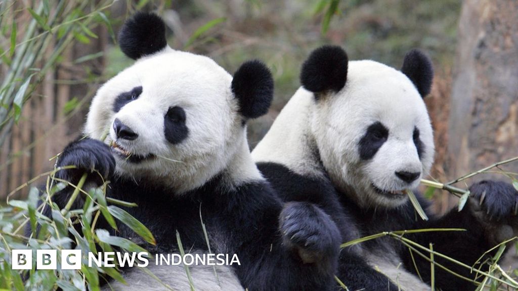 'Pupup Panda': Ketika kotoran Panda diolah jadi kertas tisu - BBC News ...