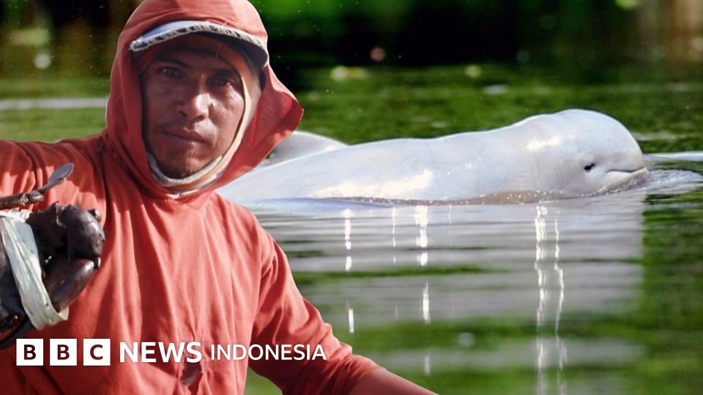 Ibu Kota Nusantara: Pesut tersudut, nelayan tersingkir - BBC News Indonesia