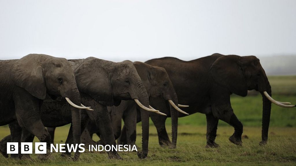 Adakah harapan bagi gajah 'bergading super' yang langka? - BBC News ...