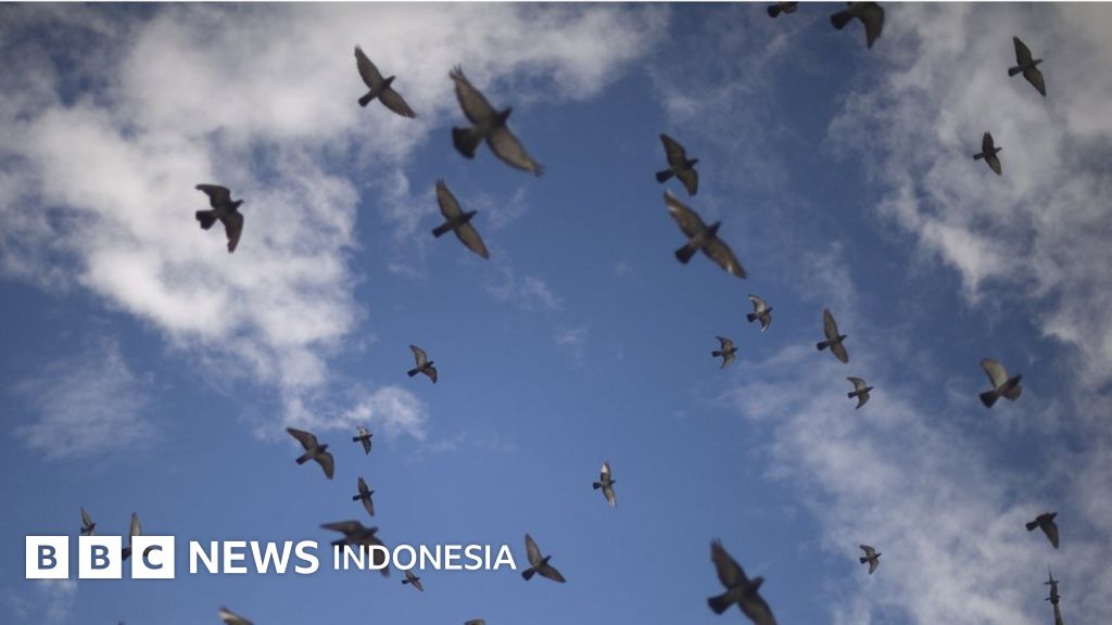 Seniman-seniman tersohor yang tutup usia di tahun 2017 - BBC News Indonesia