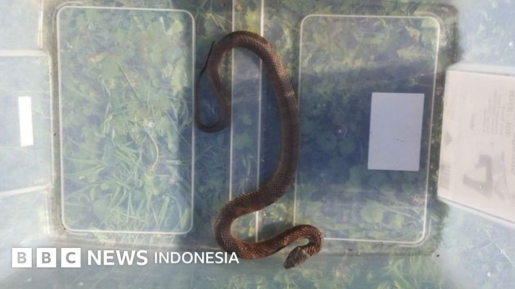 Seorang pria Australia dan anak laki-lakinya digigit ular macan di ...