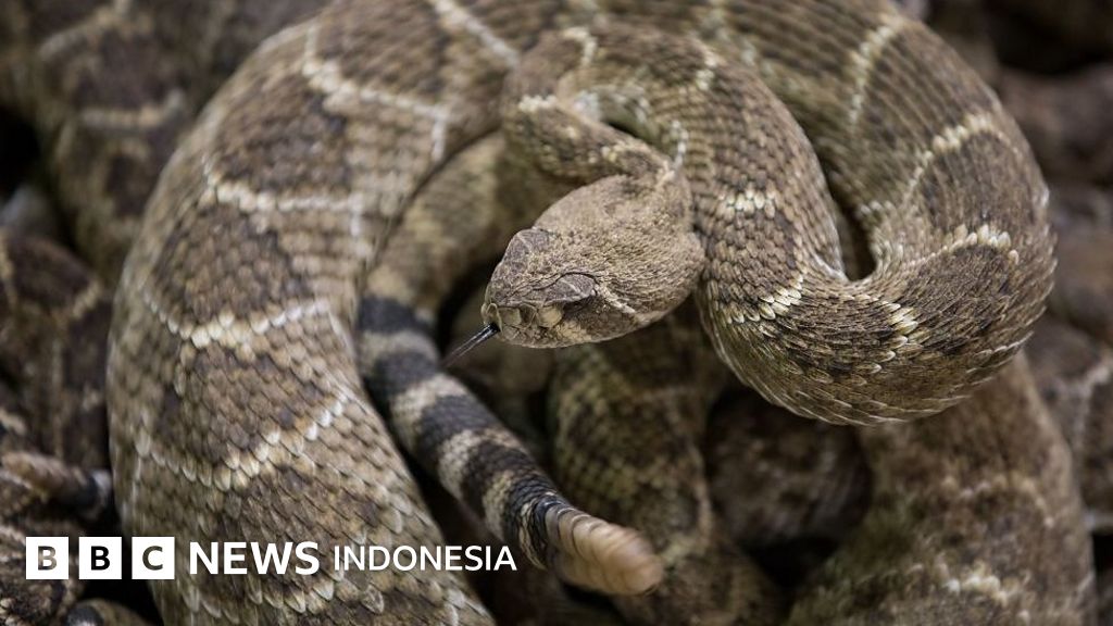 Pria Texas temukan 45 ular derik di kolong rumah - BBC News Indonesia