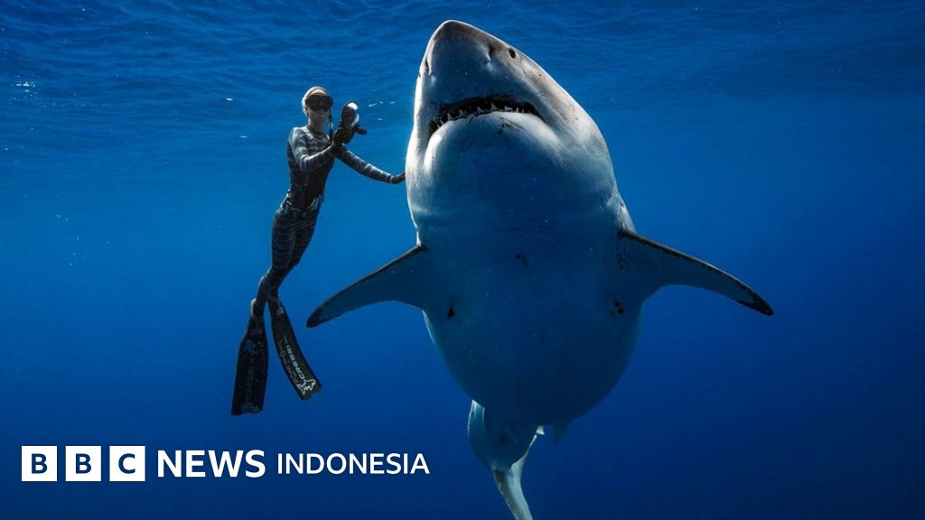 Cerita tim penyelam saat berhadapan dengan hiu putih terbesar di dunia ...