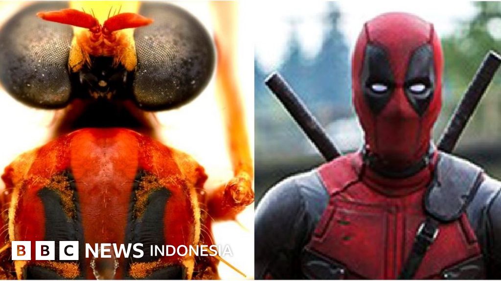 'Deadpool', 'Loki' hingga 'Black Widow': Nama-nama serangga baru di ...