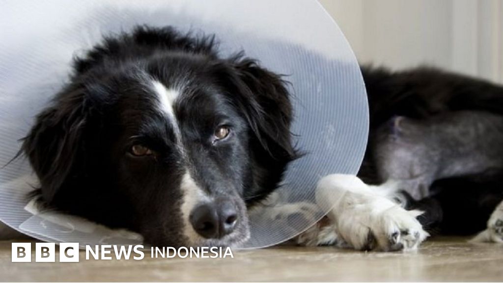 Anjing sakit, akademisi Italia dapatkan cuti untuk merawatnya - BBC ...