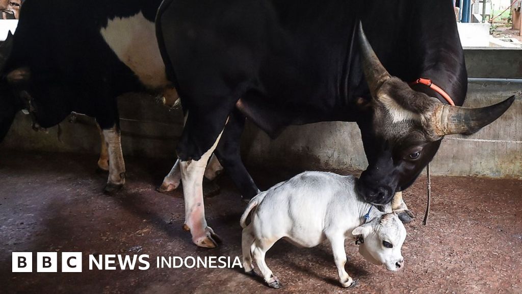 Sapi kerdil setinggi setengah meter di Bangladesh dicalonkan meraih ...