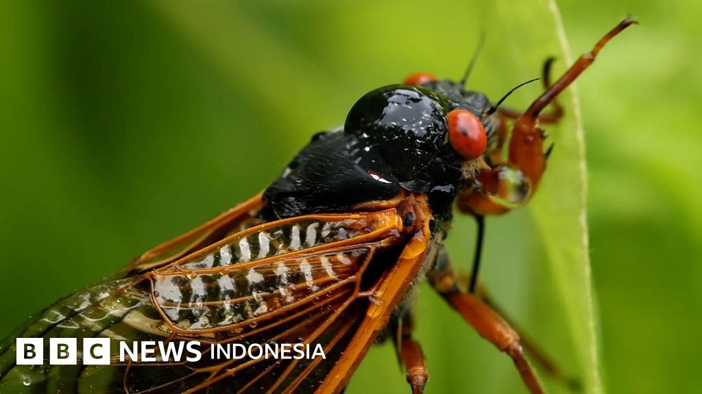 Triliunan tonggeret bersiap menyerbu Amerika Serikat, kejadian langka ...