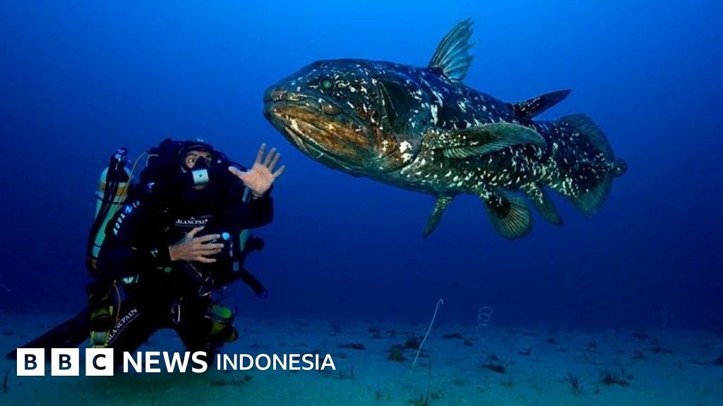Kisah fotografer laut mengabadikan 'fosil hidup' yang selamat dari ...