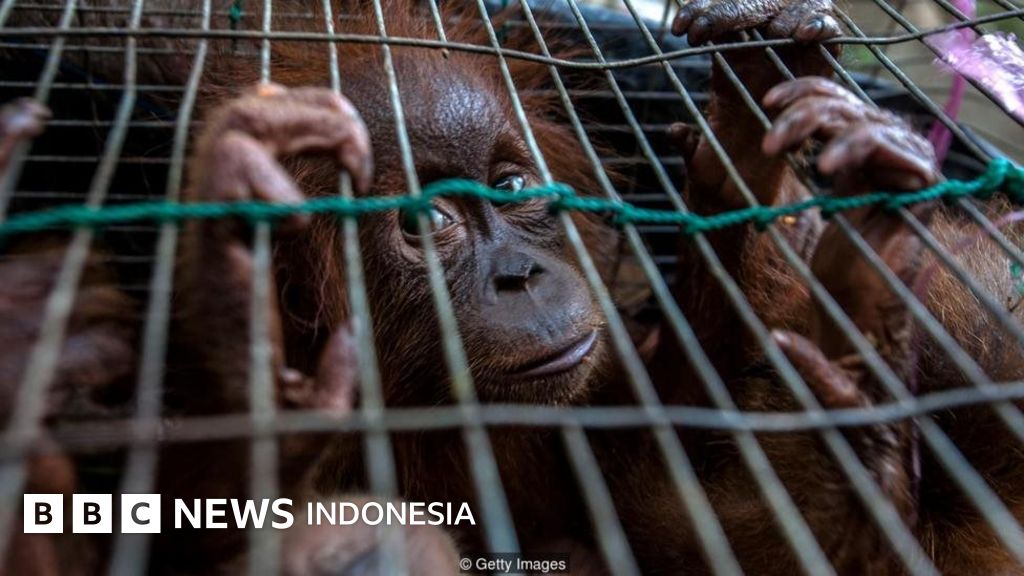 Perjuangan membawa perdagangan satwa liar ilegal ke pengadilan - BBC News Indonesia