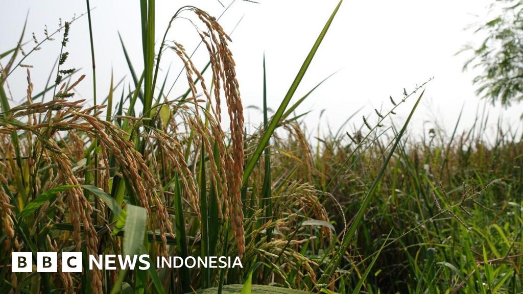 Podcast Flora Carita: B﻿agaimana Indonesia 'tunduk' di bawah kuasa padi ...