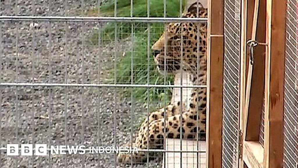 Model Jerman diterkam macan tutul saat sesi pemotretan - BBC News Indonesia