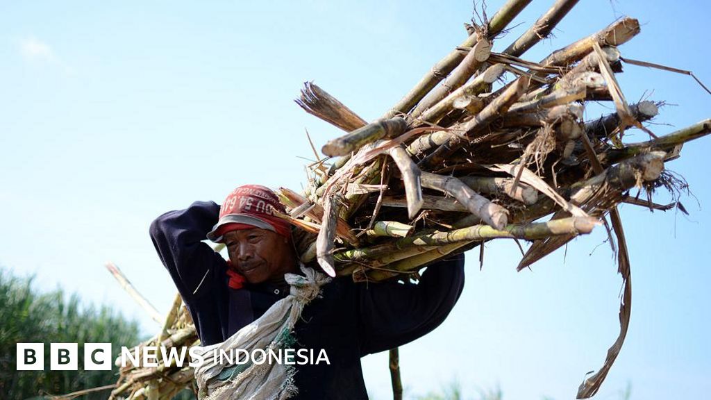 Podcast Flora Carita: Manisnya tebu yang membawa kisah pilu di Indonesia - BBC News Indonesia