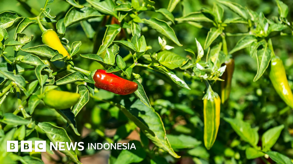 Cabai: Kisah fish pepper, cabai Amerika yang hampir punah namun kini ...
