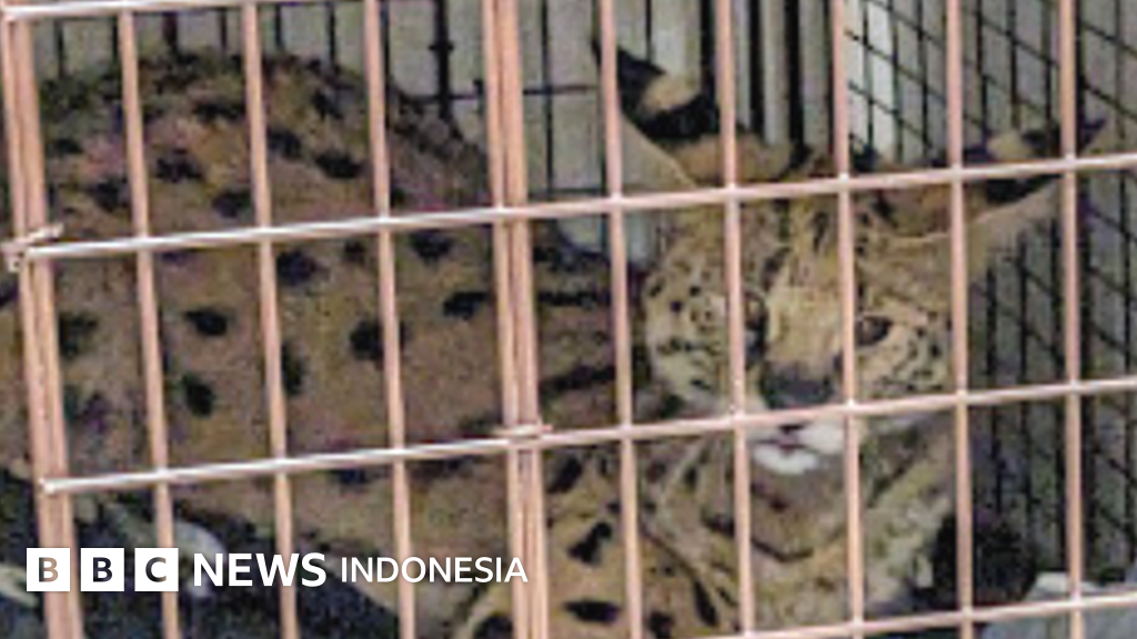 ‘Kucing Kokain’: Seekor kucing serval liar dinyatakan positif narkoba ...