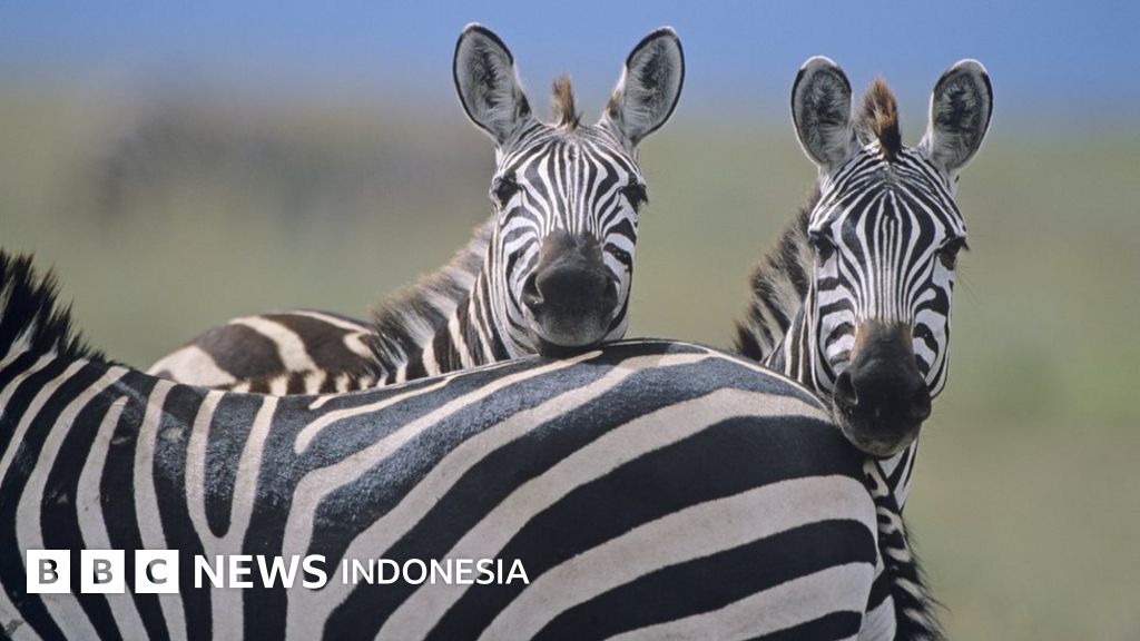 Mengapa zebra bertubuh belang? - BBC News Indonesia