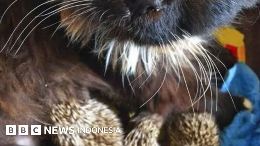 Apa yang akan terjadi jika ibu kucing mengadopsi anak-anak landak - BBC ...