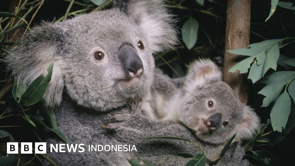 Koala ditetapkan sebagai spesies terancam punah - BBC News Indonesia
