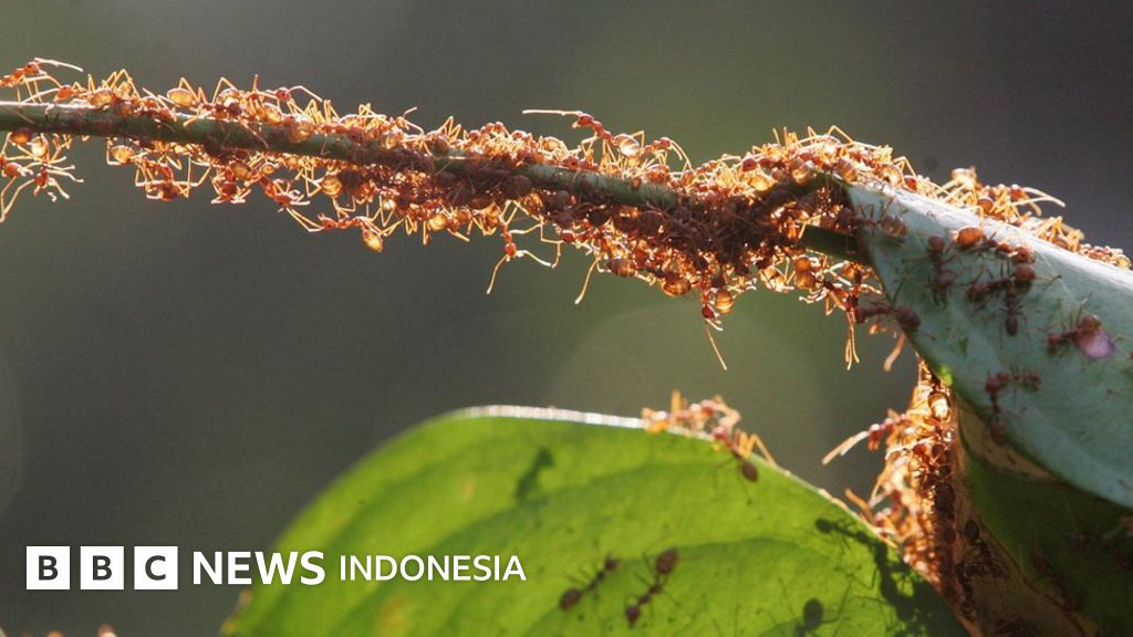 Berapa jumlah semut di muka Bumi? Sekitar 20.000 triliun, 'pahlawan lingkungan tak dikenal ...