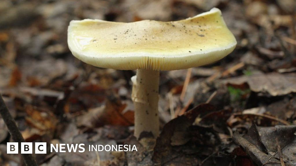 Jamur maut di Iran tewaskan 11 orang, lebih 800 lainnya jatuh sakit ...