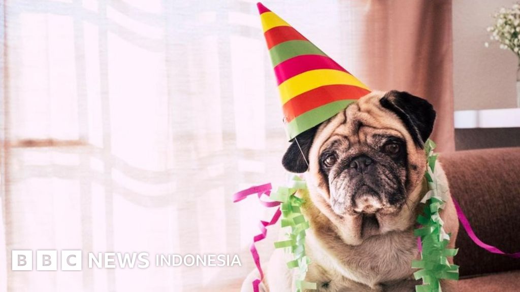 Cara yang lebih akurat untuk menghitung usia anjing Anda - BBC News Indonesia