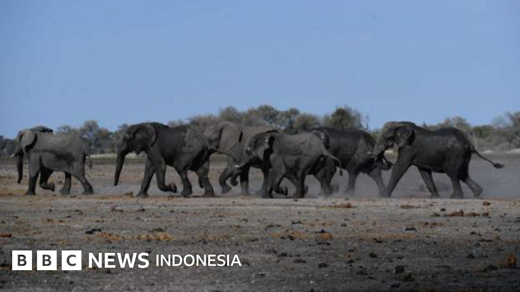Botswana akan lelang izin berburu gajah - BBC News Indonesia