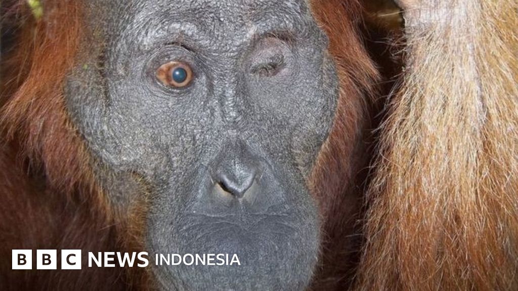 Orangutan buta di Kalimantan jalani operasi mata - BBC News Indonesia