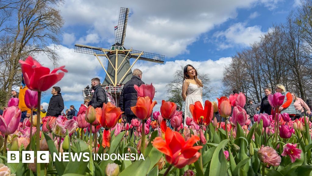 Bunga Tulip Belanda Dan Kincir Angin