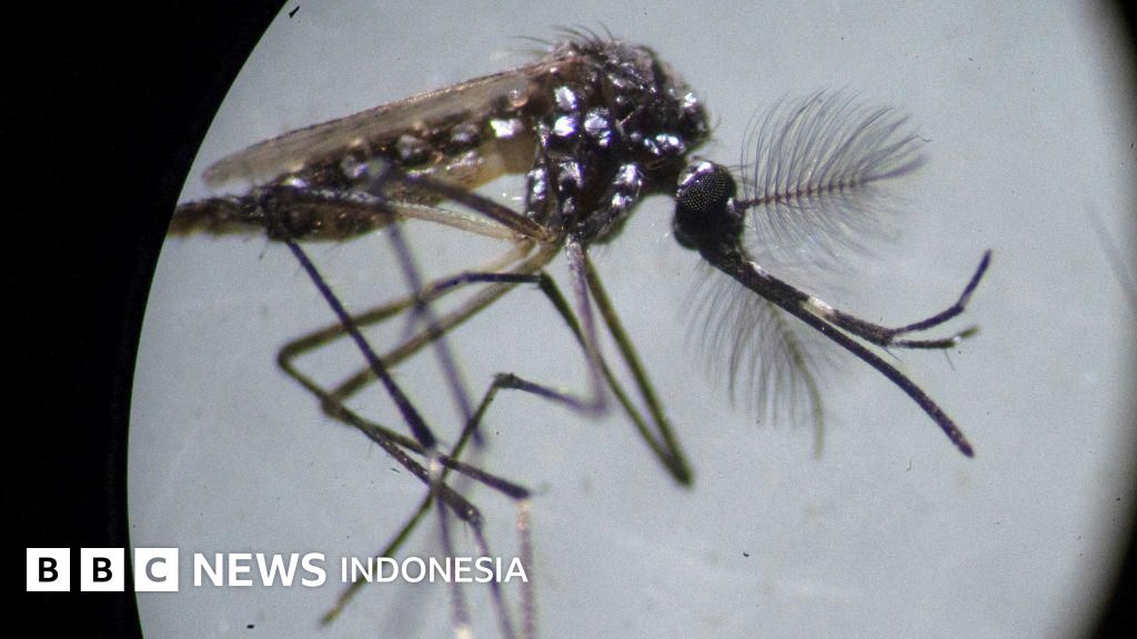 Nyamuk Wolbachia: Pro-kontra cara atasi DBD di Bali - Apakah aman dan ...