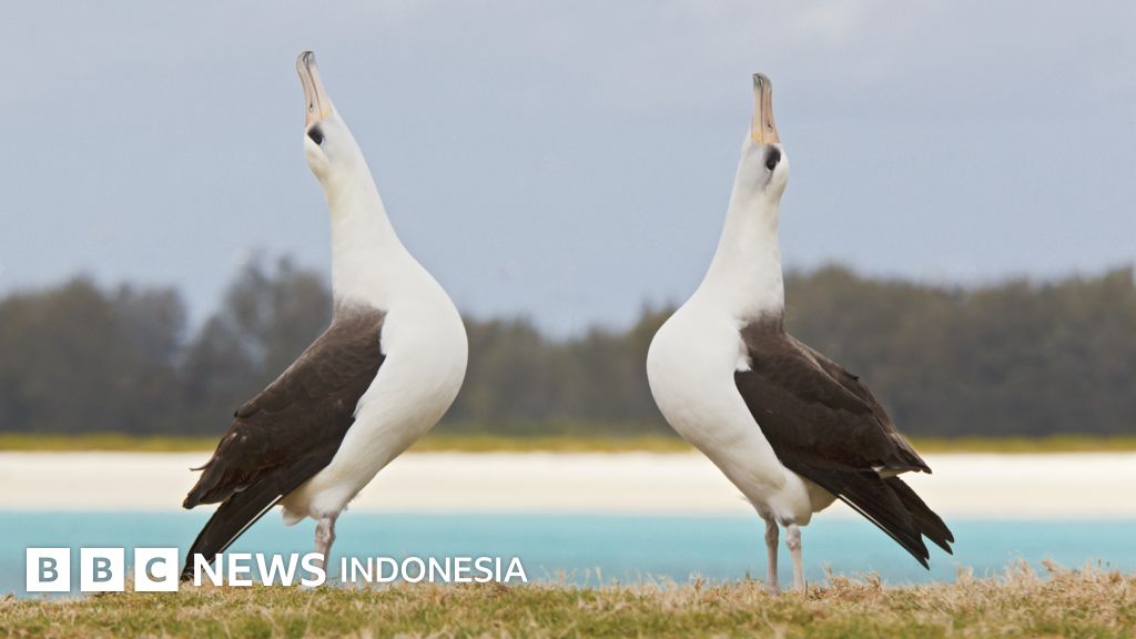 Kisah di balik foto burung mati dengan perut penuh benda plastik yang ...