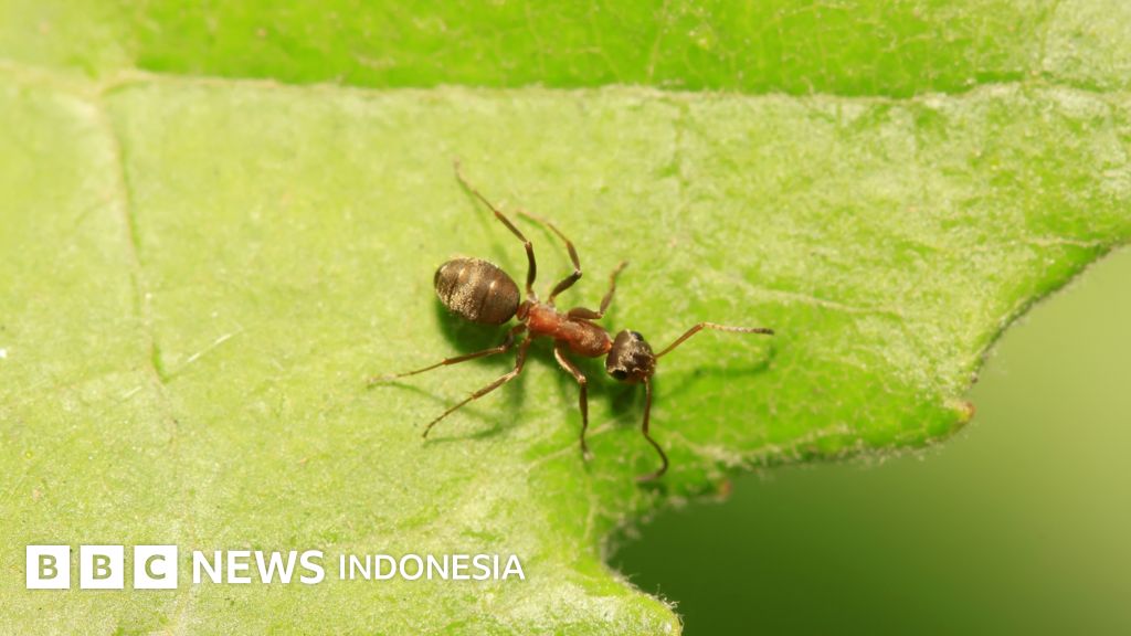 Semut-semut yang bisa mengendus kanker - BBC News Indonesia
