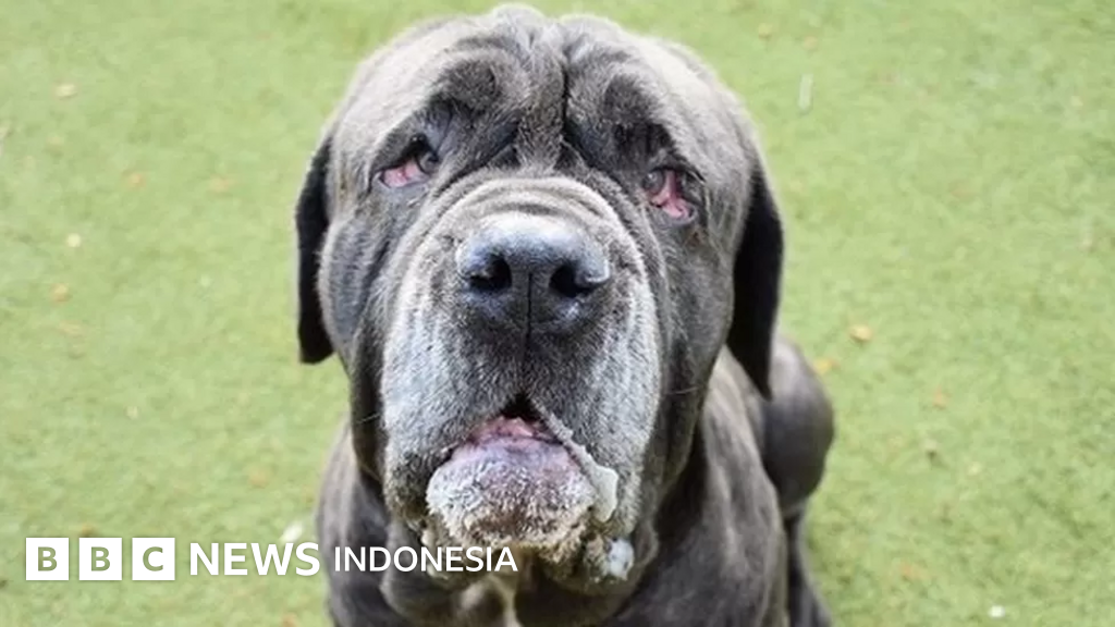 Krisis biaya hidup: kenapa makin banyak warga melepas hewan peliharaan ...