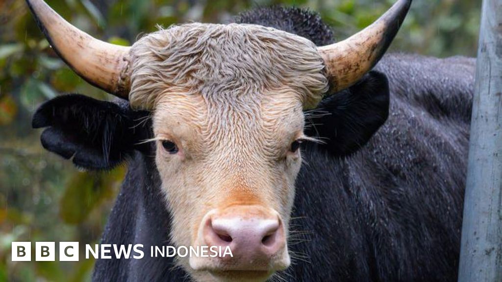 Masyarakat adat Adi, penyelamat 'sapi berponi' di Himalaya yang ...