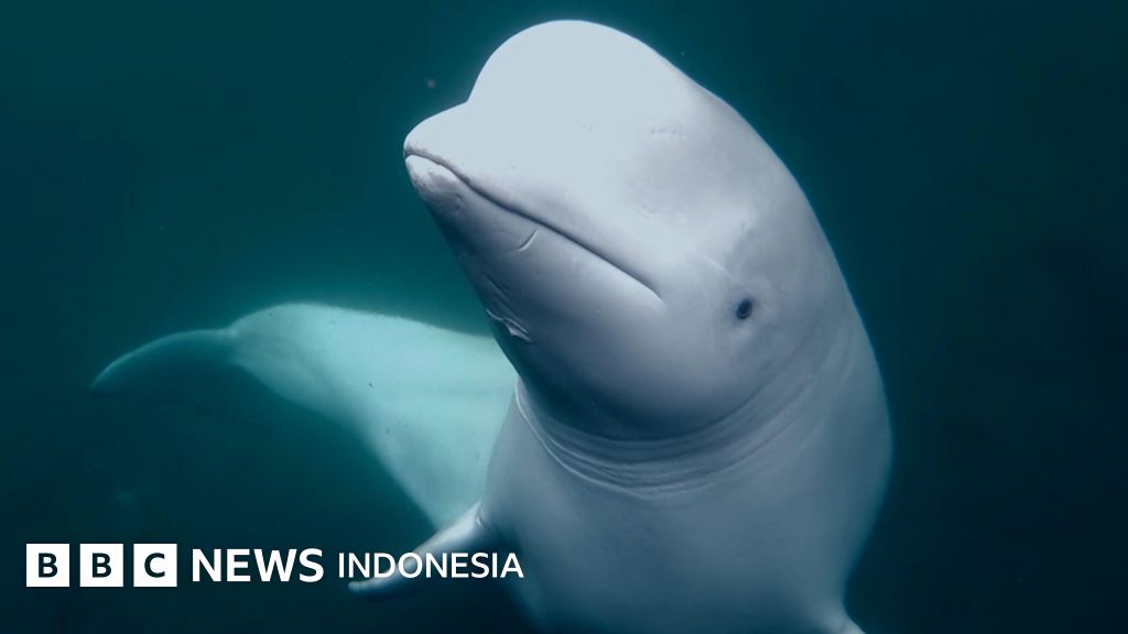 Misteri paus Beluga yang dituduh mata-mata Rusia - BBC News Indonesia