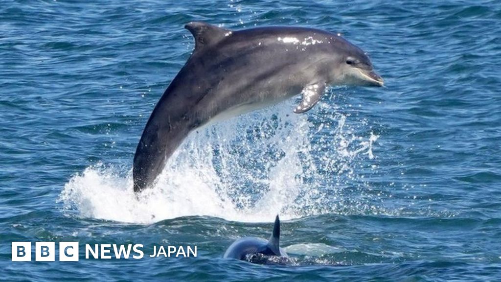 イルカに体当たりされ海水浴客がけが 福井県 - BBCニュース