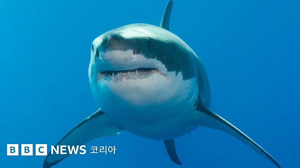 상어를 주먹으로 때려 여성을 구출한 남편 Bbc News 코리아