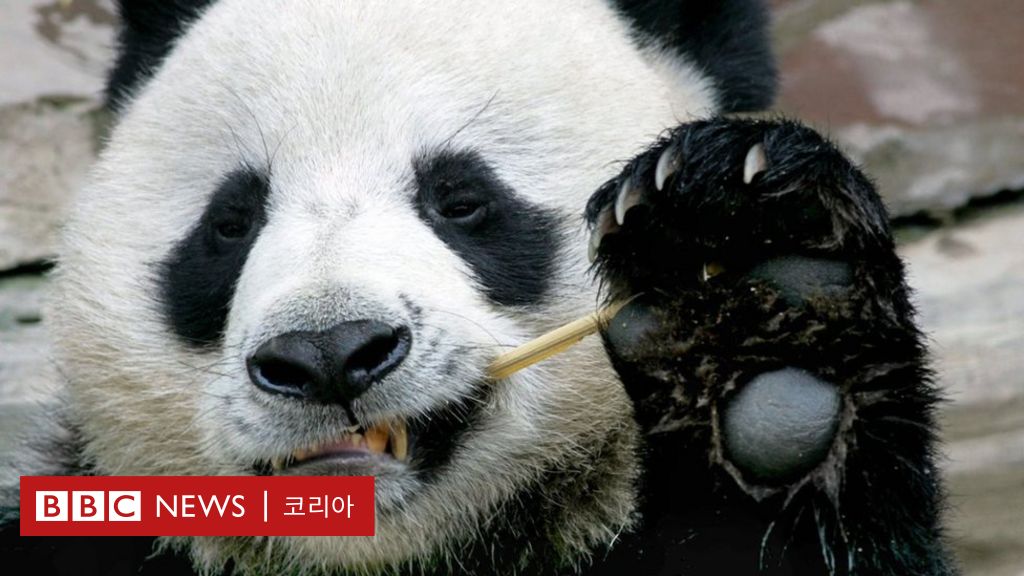 판다 태국서 자이언트 판다 돌연사 중국이 직접 사인 파악에 나선다 Bbc News 코리아