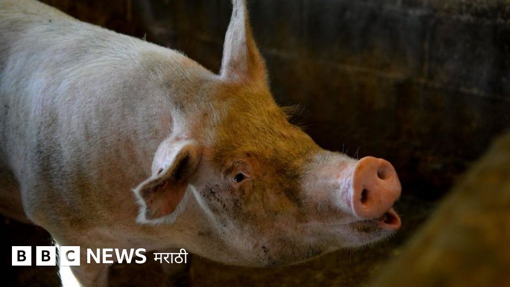 एलॉन मस्क यांची कंपनी डुकराच्या डोक्यात चिप बसवून कोणता प्रयोग करतीये ...