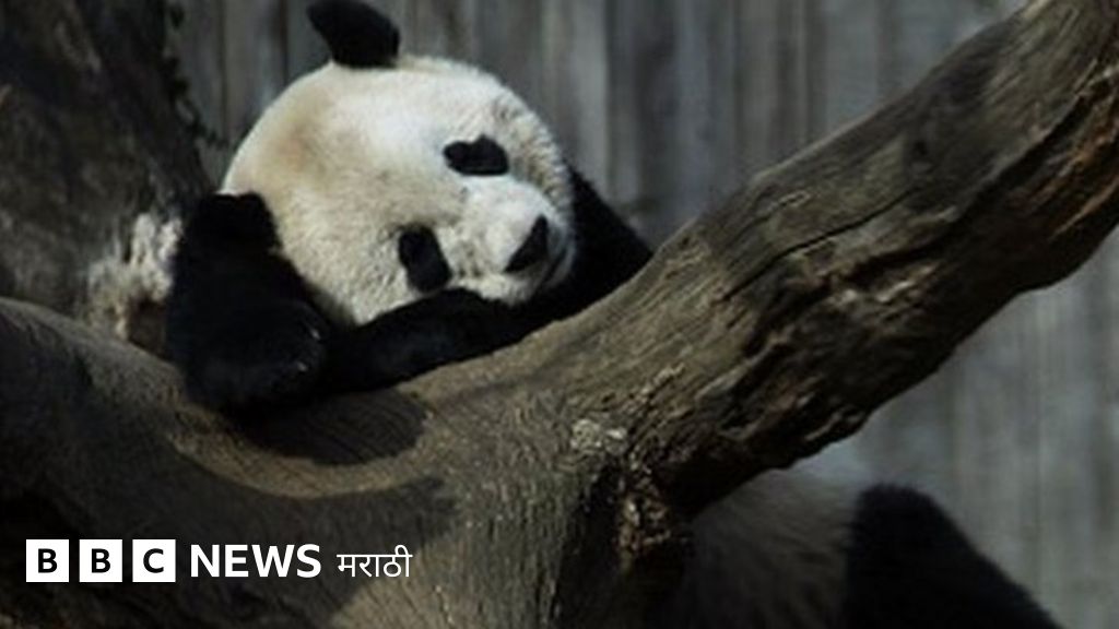 आळशी आहात? मग या सात वस्तू तुमच्यासाठीच बनल्या आहेत - BBC News मराठी