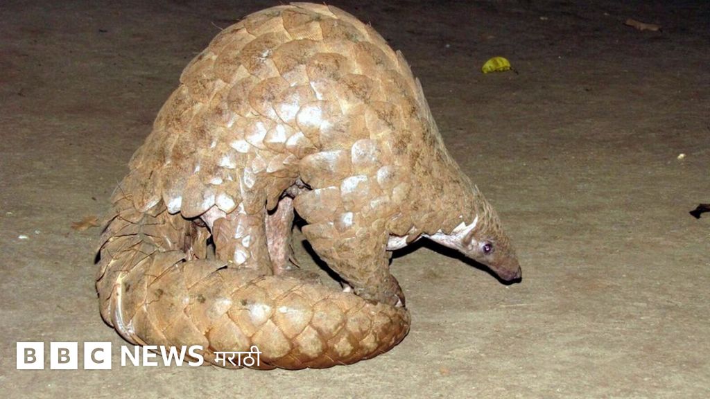 खवल्या मांजर : चीनमध्ये तस्करी होणाऱ्या या प्राण्याला वाचवणाऱ्या ...